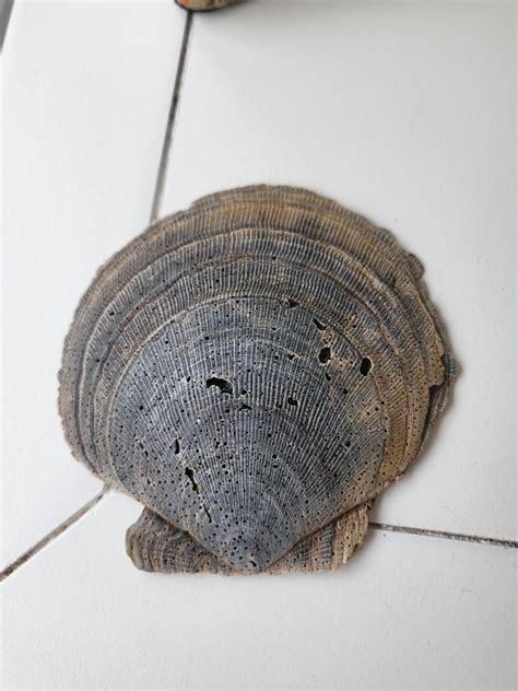 Help With Identification Found On East Coast Of Canada R