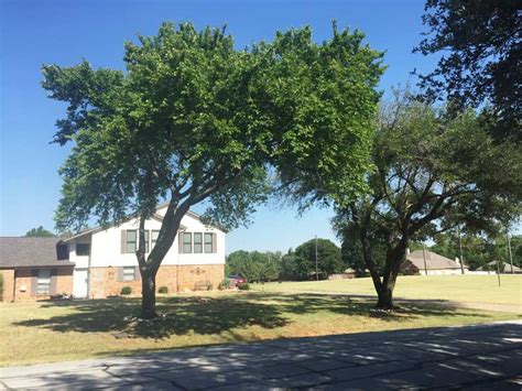 What Is The Critical Root Zone Of A Tree