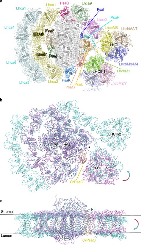 Overall Structure Of The Native Crpsilhcilhcii Supercomplex A Download Scientific Diagram
