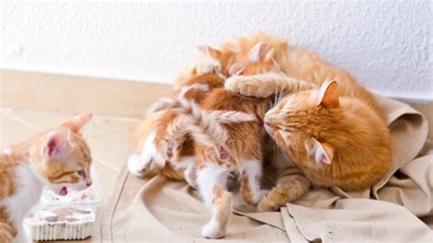 Nh Ng Con H Nh Nh M O Con M I Sinh D Th Ng V Ng Y U Nh T M I Th I I