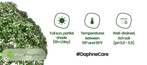 Pruning Daphne A Step By Step Guide To Thriving Shrubs Plantilio