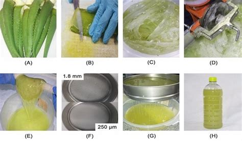 Aloe Vera Mucilage Extraction Process Download Scientific Diagram