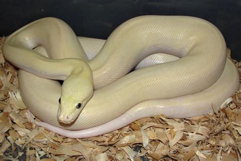 Olokun Leucistic Burmese Python M 3 By The Shiznite On Deviantart