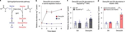 Hsan1 Mactel Linked Sptlc1 P Cys133tyr And Phgdh P Gly228trp Variants Download Scientific