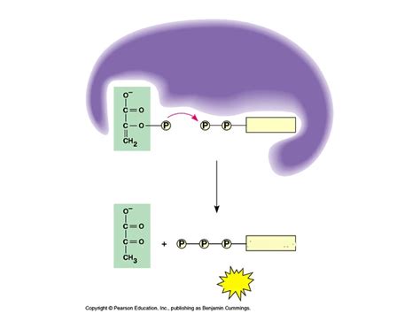 Substrate Level Phosphorylation Quiz