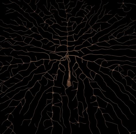 Trying To Recreate A Venation Algorithm General Houdini Questions