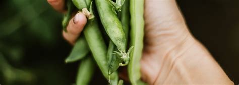 What Is The Difference Between Green Beans And Sugar Snap Peas Plan