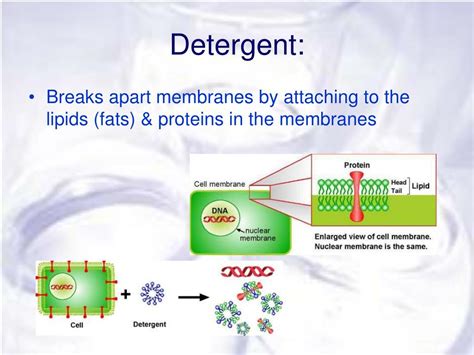 Ppt Dna Extraction Powerpoint Presentation Free Download Id3580872