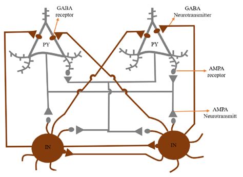How The Excitatory And Inhibitory Neurons Interact In The Spiking Download Scientific Diagram