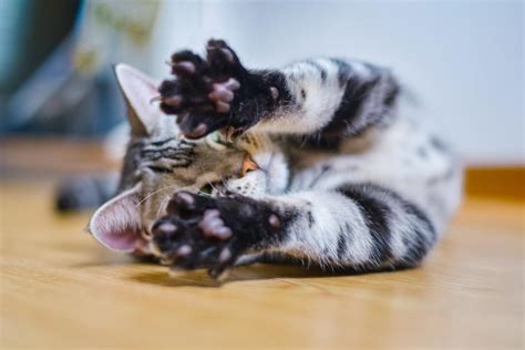 Plasma Cell Pododermatitis In Cats Pillow Paw Causes Symptoms And