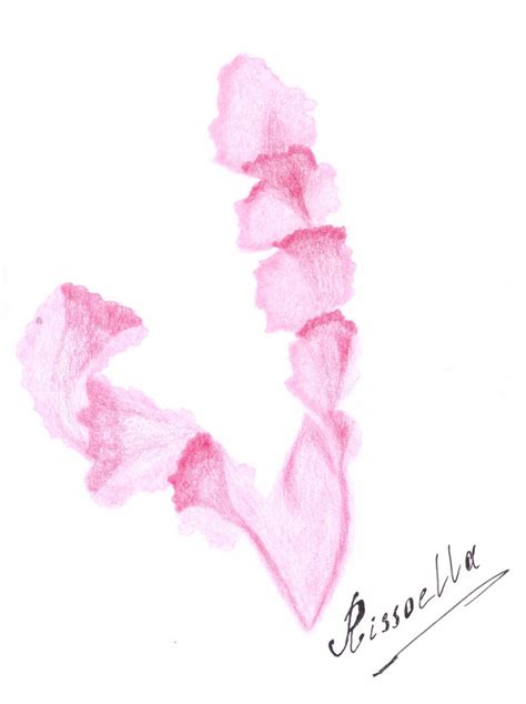 Rissoella By Ekorekhova On Deviantart