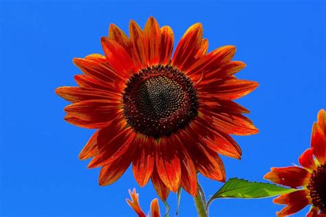 40 Types Of Red Flowers With Pictures Flower Glossary