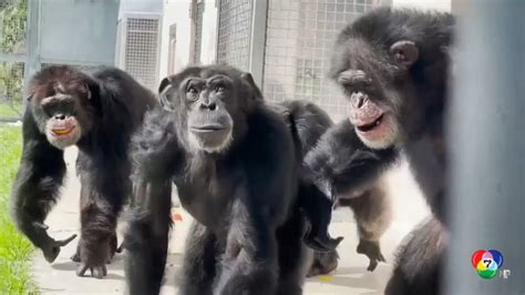 ข่าวลิงชิมแปนซี ถูกขังกรงนาน 28 ปี ถูกปล่อยเป็นอิสระครั้งแรก