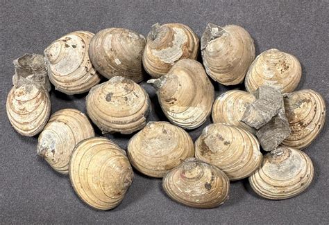 canadian clam fossil set fossil shell fossilized shell clam fossil fossil clam calcite