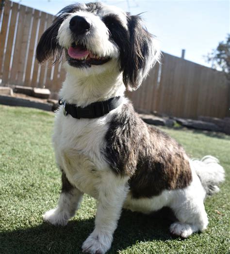 Corgipoo Unveiling The Traits Of This Unique Dog Breed Bored Panda