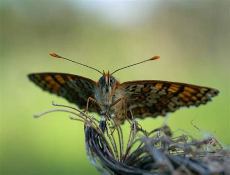 Iis怎么设置mime类型 数字前站