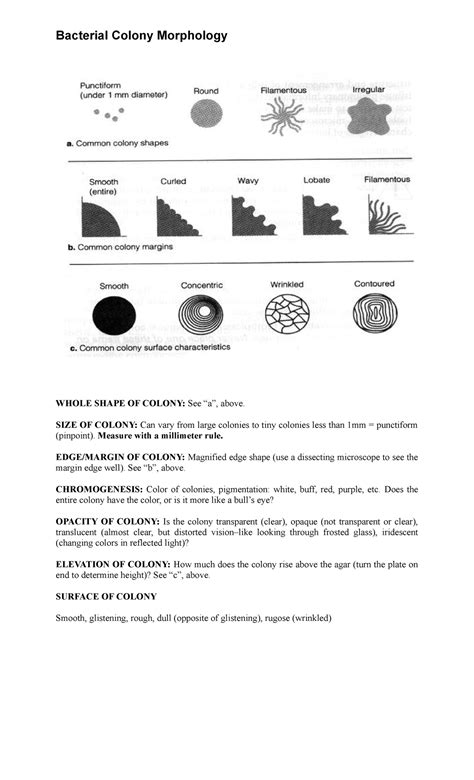 Bacteria Colony Morphology Completed Bacterial Colony Morphology Whole Shape Of Colony See