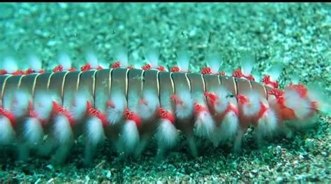 Decomposers Of The Ocean 06 Important Types Scientifically Explained