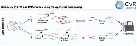 Discovery Of Rna And Dna Viruses Using Next Generation Sequencing