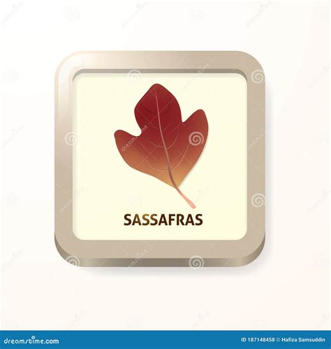 Sassafras Leaf Vector Illustration Decorative Design Stock Vector Illustration Of Leaf Sassafras Leaf Vector Illustration Decorative Design Stock Vector Illustration Of Leaf