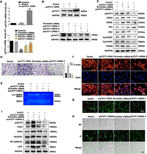 Role Of Pofut1 And O Fucosylation In Placental Angiogenesis†