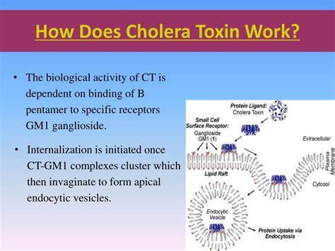 Ppt What Is Cholera Powerpoint Presentation Free Download Id 6028711