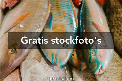 10.000+ beste Vis Verkoop foto's · 100% gratis downloaden · Pexels ...