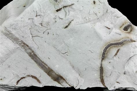 Worm Fossils For Sale