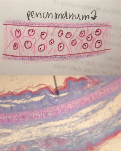 Elastic Cartilage Ear Function Elastin Cartilage
