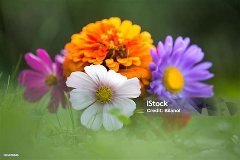 클로즈업 투명 유리 화병 야외에서 푸른 잔디 중 아름 다운가을 밝은 여러 가지 빛깔의 필드 꽃 조성 물 흐리게 맑은 Bokeh 복사 공간 배경 엽서 테마 개념입니다 0명에