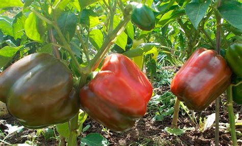 Перец Сибирский формат: отзывы, фото, урожайность, описание