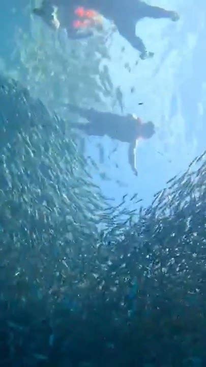 정어리 때 기회가 되신다면 꼭 한번 체험해 보세요 환상적입니다 Youtube