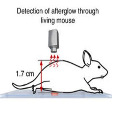 Safe Sensitive Optical Imaging Biotechniques
