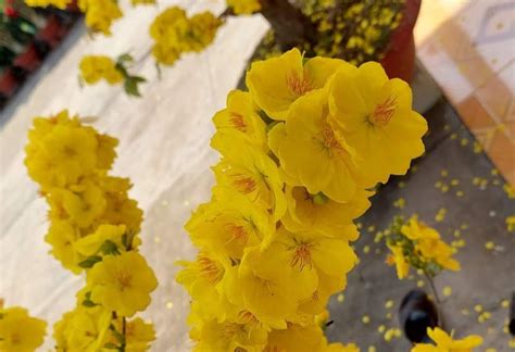 Giảo Như Ý Mai Vàng Long An