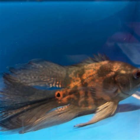 Super Longfin Red Tiger Oscar For Sale Exotic Fish Shop 774 400 4598