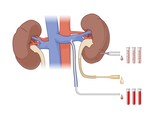 Recommendations To Improve The Translatability Of Preclinical Models Of Download Scientific