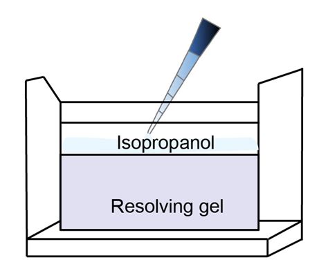 Protein Electrophoresis Using Sds Page A Detailed Overview Goldbio