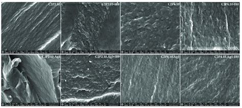 sem micrographs in cross section of the obtained films download