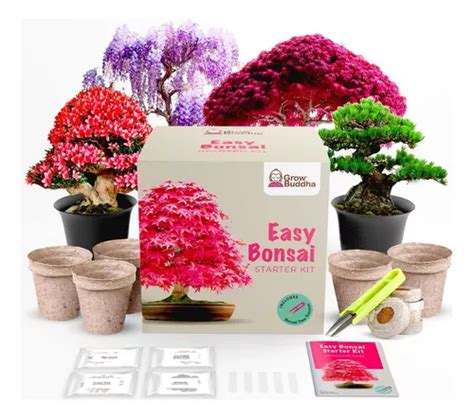Cultiva Tu Propio Kit De Árbol Bonsái Cultiva Fácilmente 4 Meses sin interés