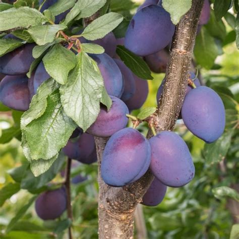 Damson Plum Tree