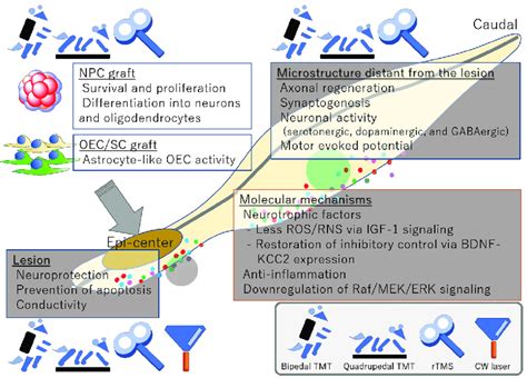 A Schematic Summary Of The Combinational Effects Of Rehabilitation And Download Scientific