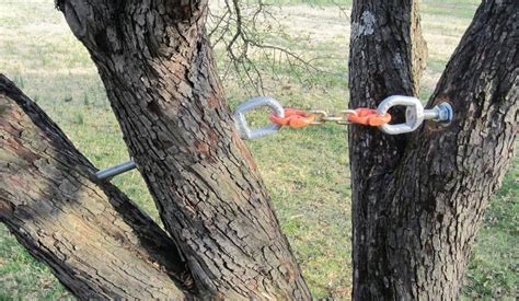 Tree Cabling And Bracing 5 Things You Need To Know
