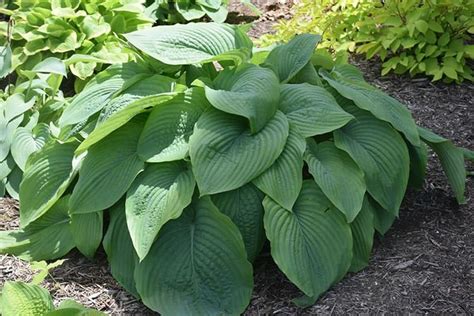 35 Types Of Hostas A Comprehensive Identification Guide