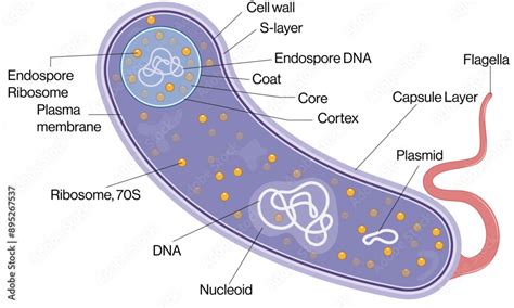 Detailed And Labeled Vector Illustration Of Clostridium Difficile Structure On White Background