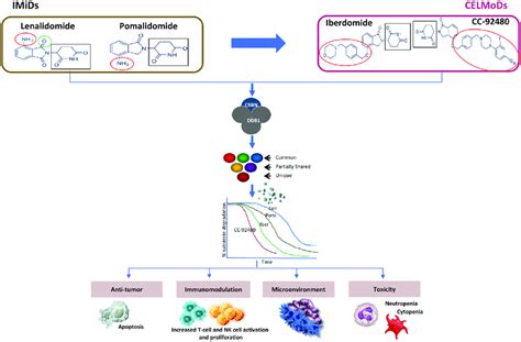 Differentiation Of Imids And Celmods Shown Are Structures Of Imids And Download Scientific