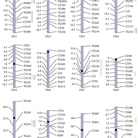 An Rflp Linkage Map Of The 12 Tomato Chromosomes Constructed Based On A