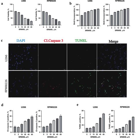 Circadian Clock Rev Erb Agonist Sr9009 Decreased Multiple Myeloma Mm