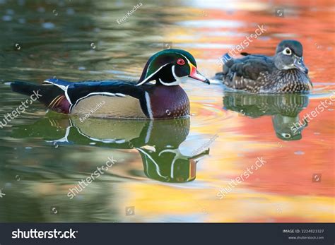 How To Identify Wood Ducks At Sandra Gabrielson Blog