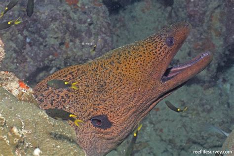 Gymnothorax Javanicus Giant Moray Reef Life Survey