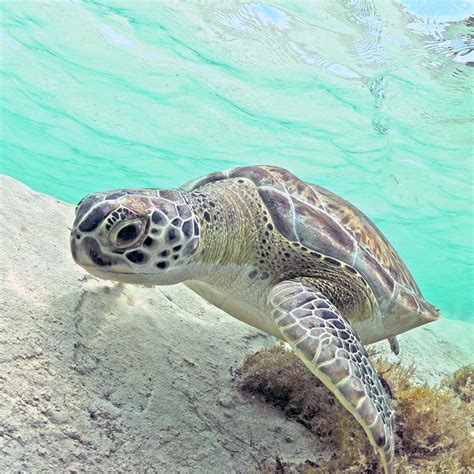 Sea Turtles Florida Sea Grant